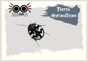 Therea olegrandjeani (Blatte)| DIDIPPUS